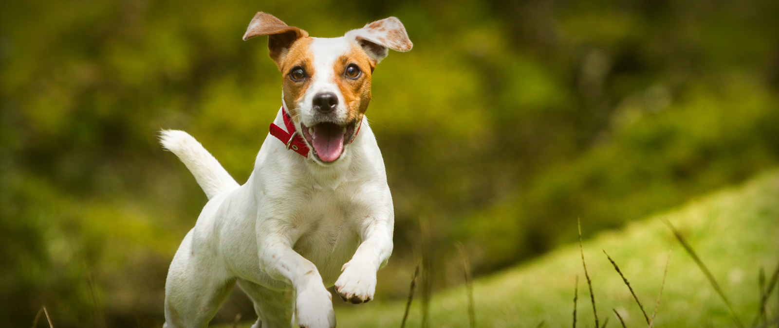 Dog Park - Compass Pointe